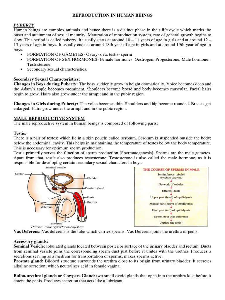 Reproduction in Human Beings - Explanation Notes | PDF | Uterus ...