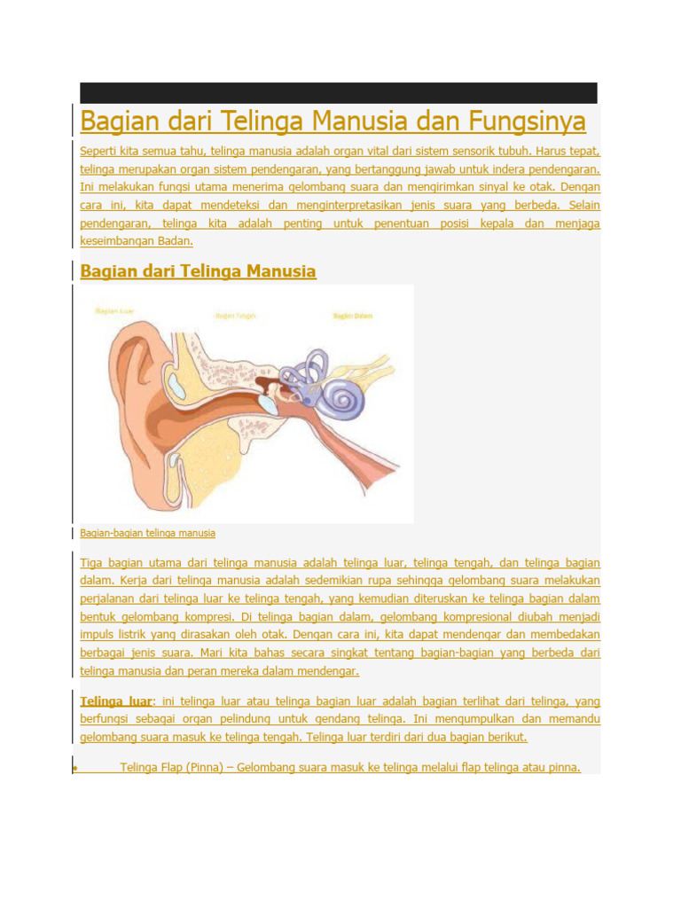 Bagian Dari Telinga Manusia Dan Fungsinya | PDF