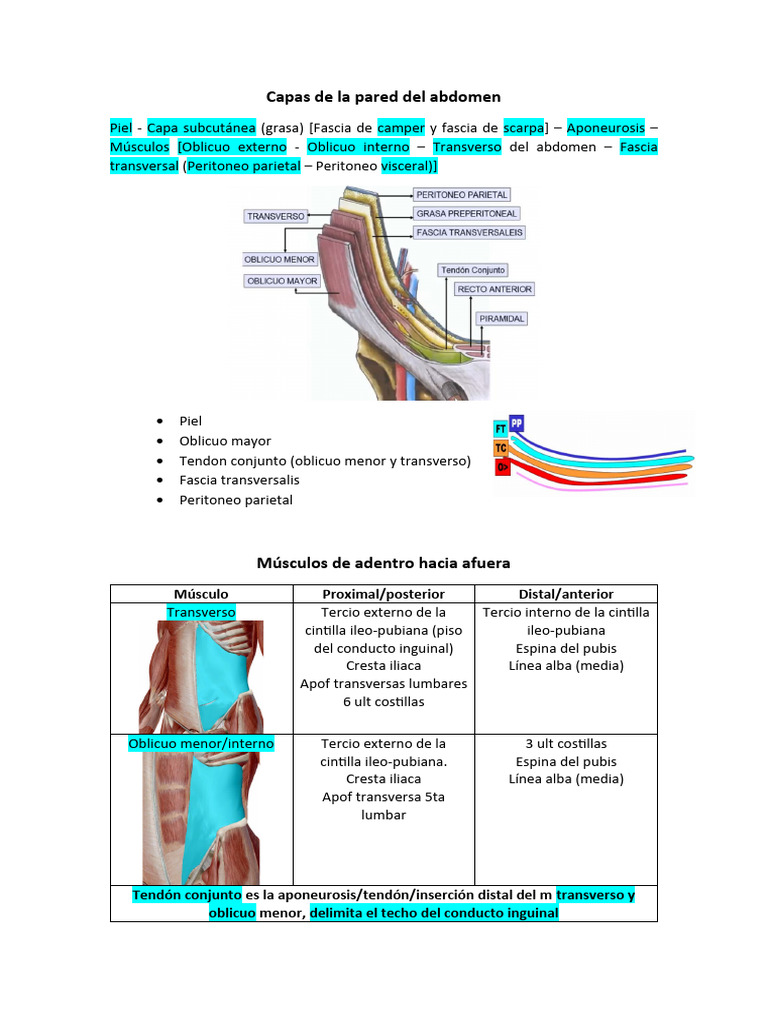 Anatomía I (Músculos, Conducto Inguinal) - Bianca Luzardo | PDF ...