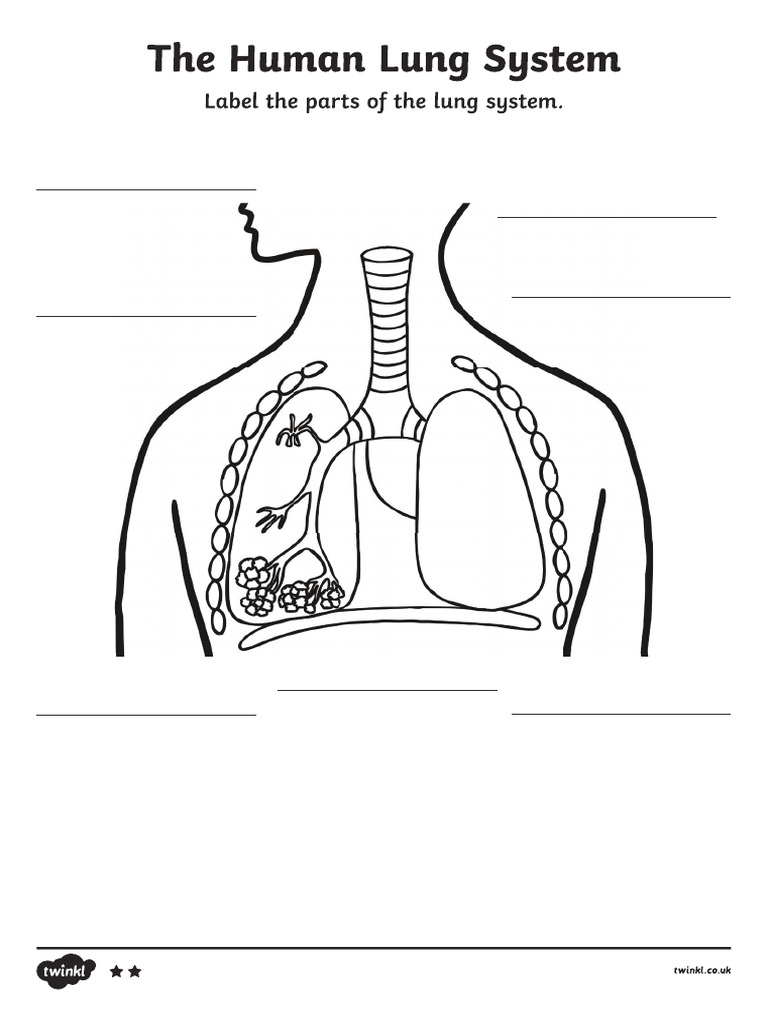 Human Body Lungs Diagram Labelling Worksheet | PDF
