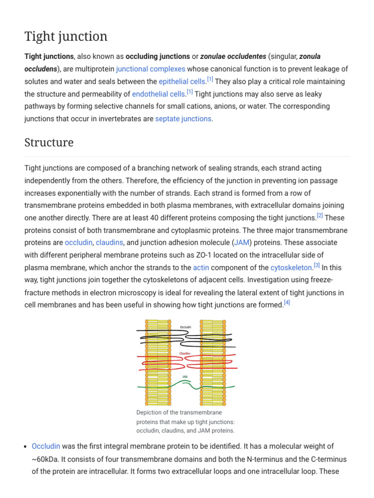 Understanding Tight Junctions and Their Functions | PDF | Cell Membrane ...