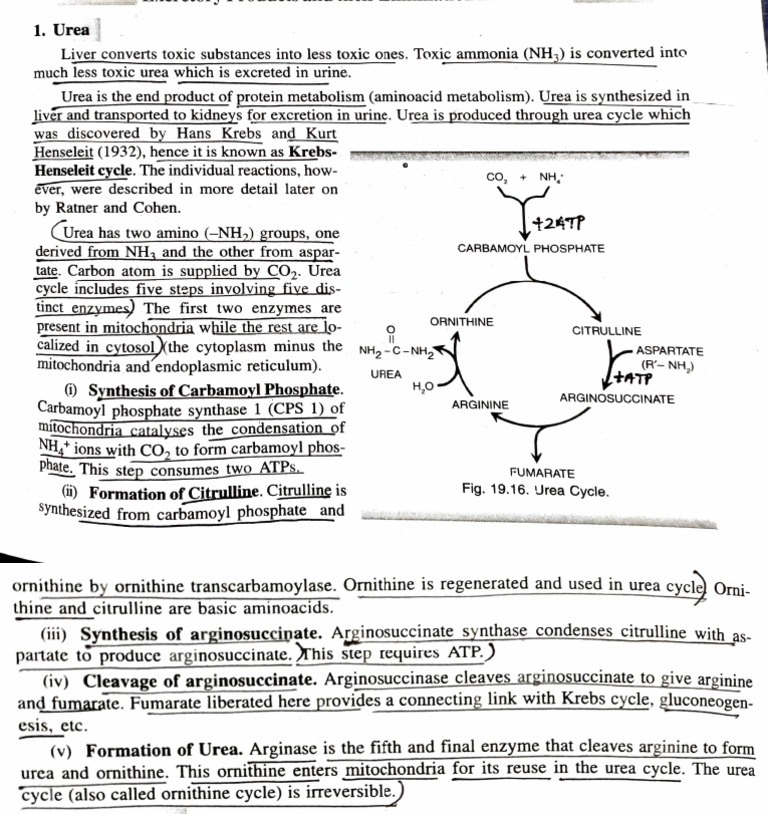 Urea cycle | PDF | Cell Biology | Metabolism