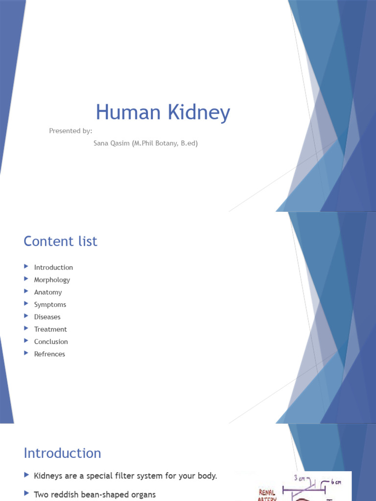 Human Kidney Pdf Kidney Nephrology