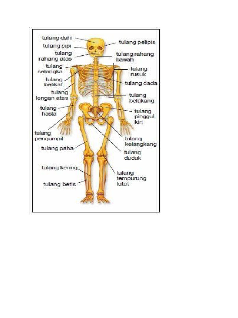 Gambar Kerangka Anatomi Tubuh Manusia | PDF