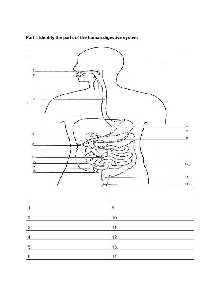 Activity I. Digestive System | PDF