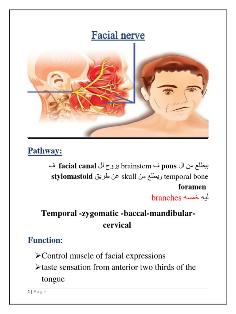 Facial Nerve | PDF