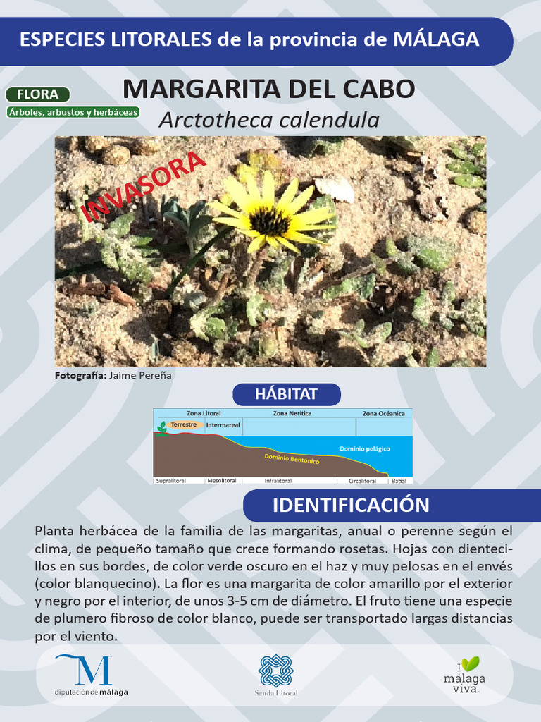 Margarita Del Cabo (Arctotheca Calendula) v2 | PDF | Zona litoral ...