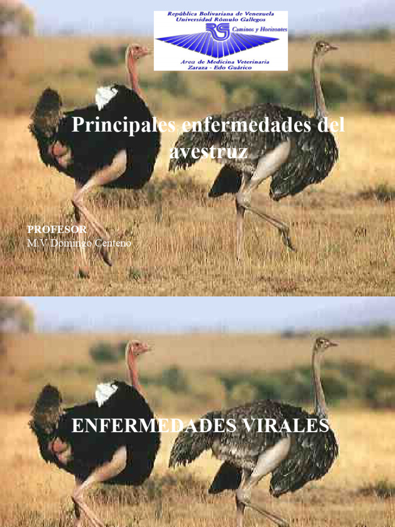 Presentación Avestruz | PDF | Especialidades Medicas | Enfermedades animales