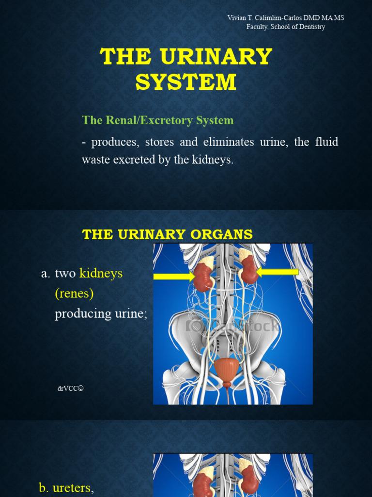 13 The Urinary System | PDF | Kidney | Peritoneum