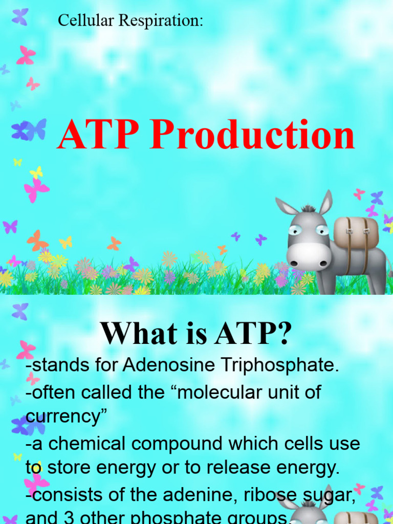 Cellular Respiration.. Atp Production | PDF | Cellular Respiration ...