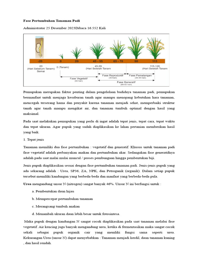 Fase Pertumbuhan Tanaman Padi | PDF