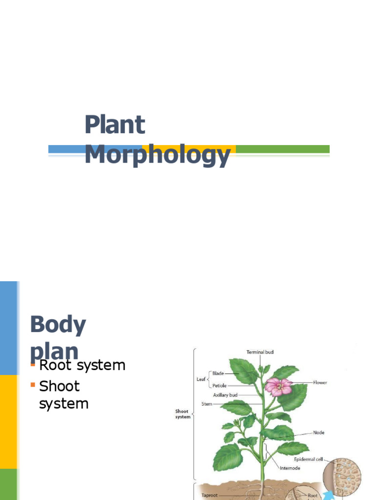 Plant Morphology: Roots, Stems, Leaves, Flowers | PDF | Seed | Leaf