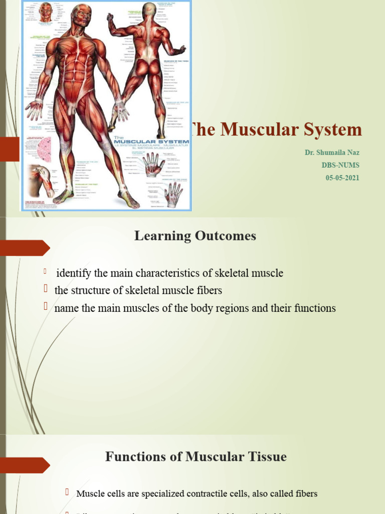 5. Muscles | PDF | Human Leg | Elbow