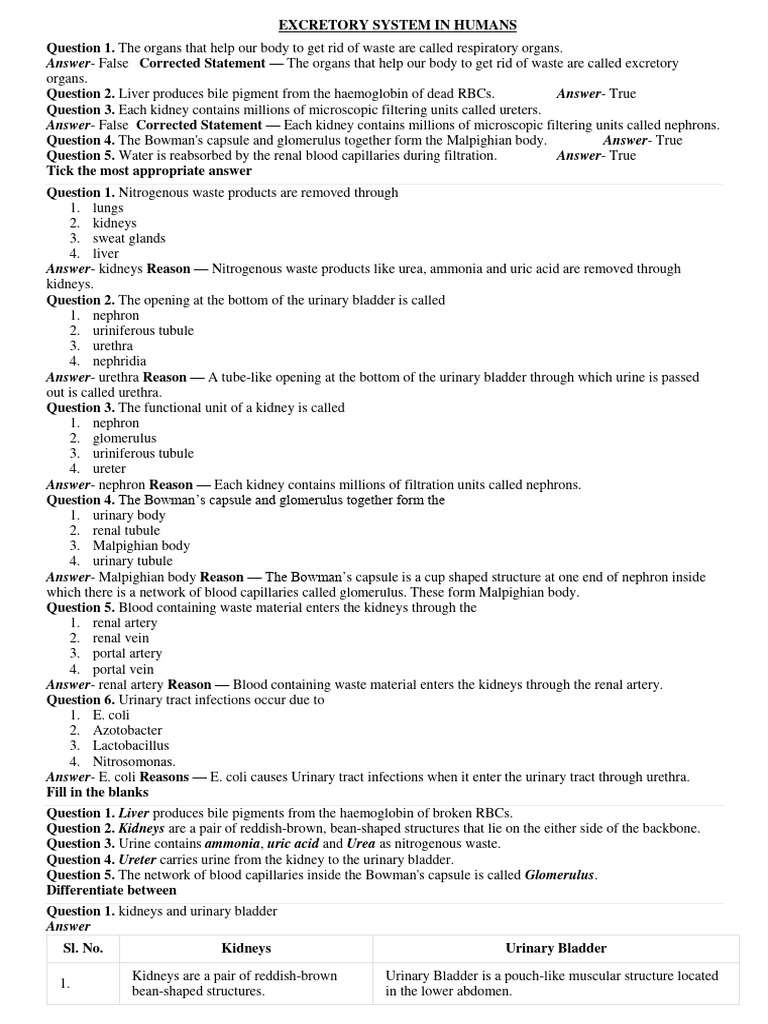 Human Excretory System Overview | PDF | Kidney | Urinary System