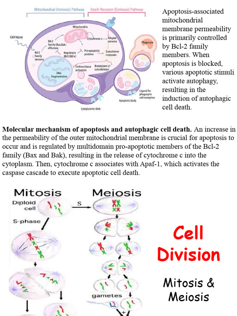 Cell Division Mitosis Meiosis Biology Lecture PowerPoint VCBCCT | PDF ...