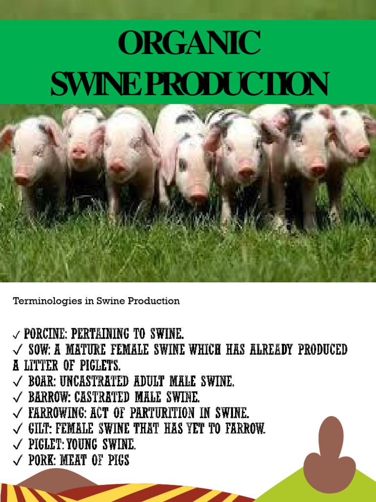 Lesson 1. Organic Swine Prod | PDF | Pig | Flour