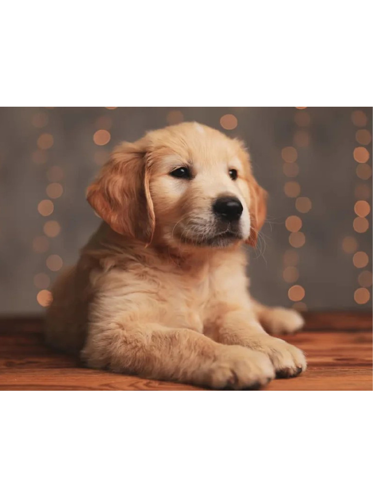 Puppy Picture | PDF