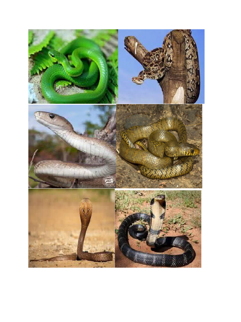 Snakes | PDF