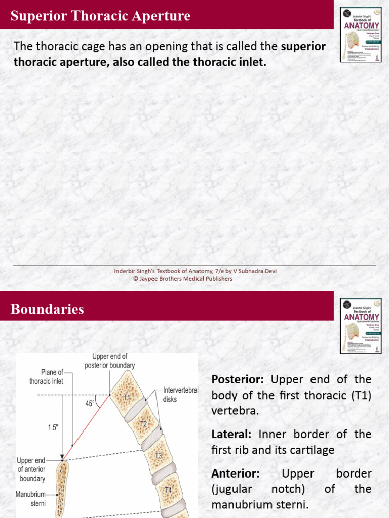 PPt Thoracic Inlet | PDF | Thorax (Human Anatomy) | Human Anatomy
