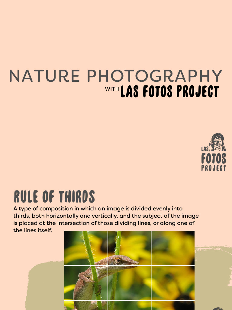 Nature Photography PDF | PDF | Composition (Visual Arts) | Vision