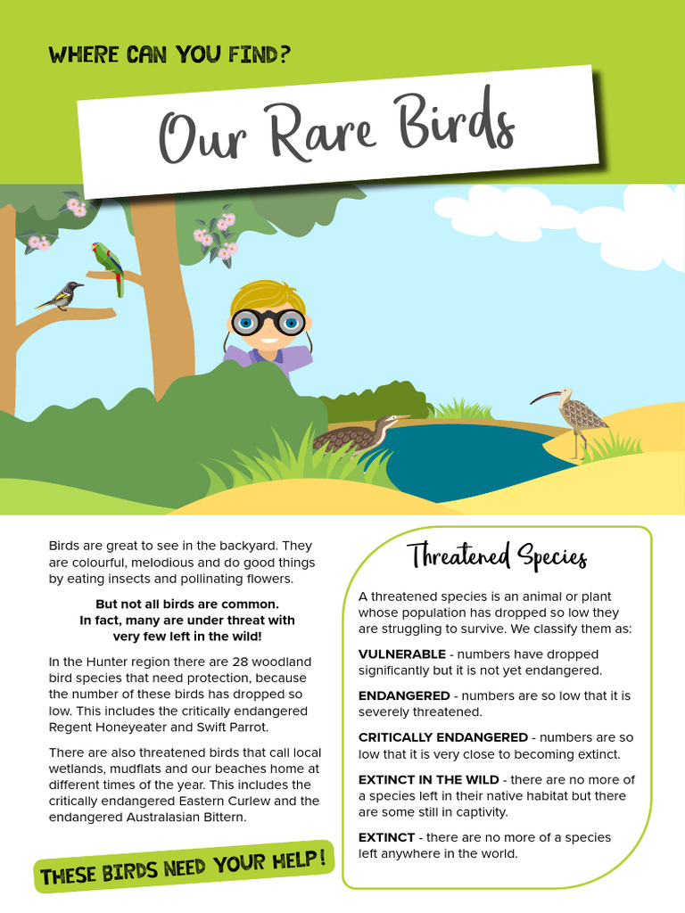 Activity Our Rare Birds | PDF | Birds | Zoology