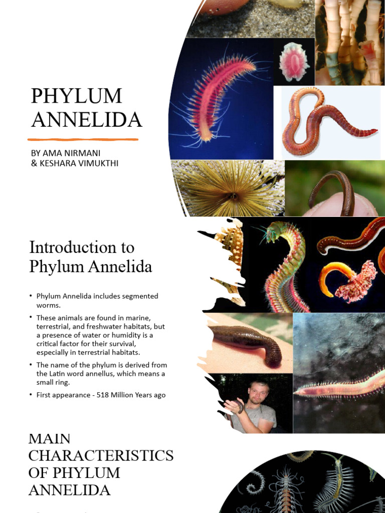 Phylum Annelida | PDF