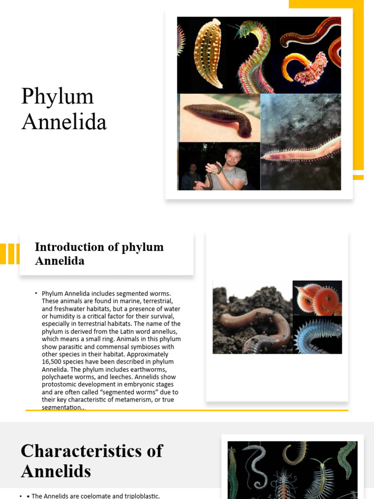 Phylum Annelida 1 | PDF | Science & Mathematics