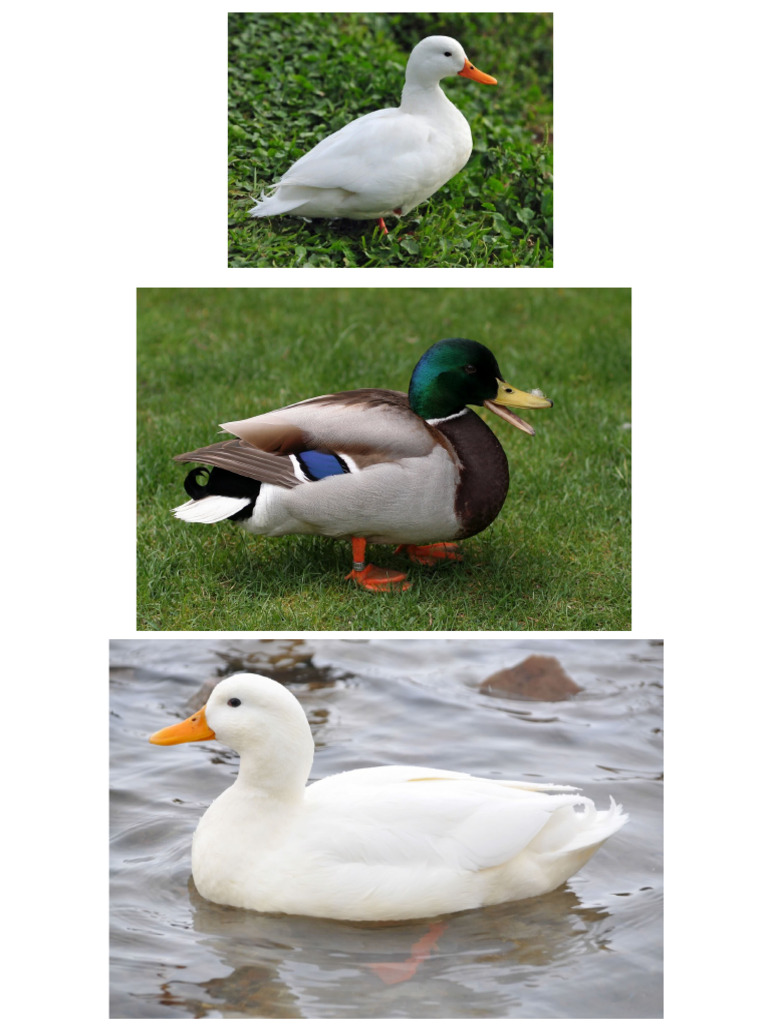 Patos | PDF