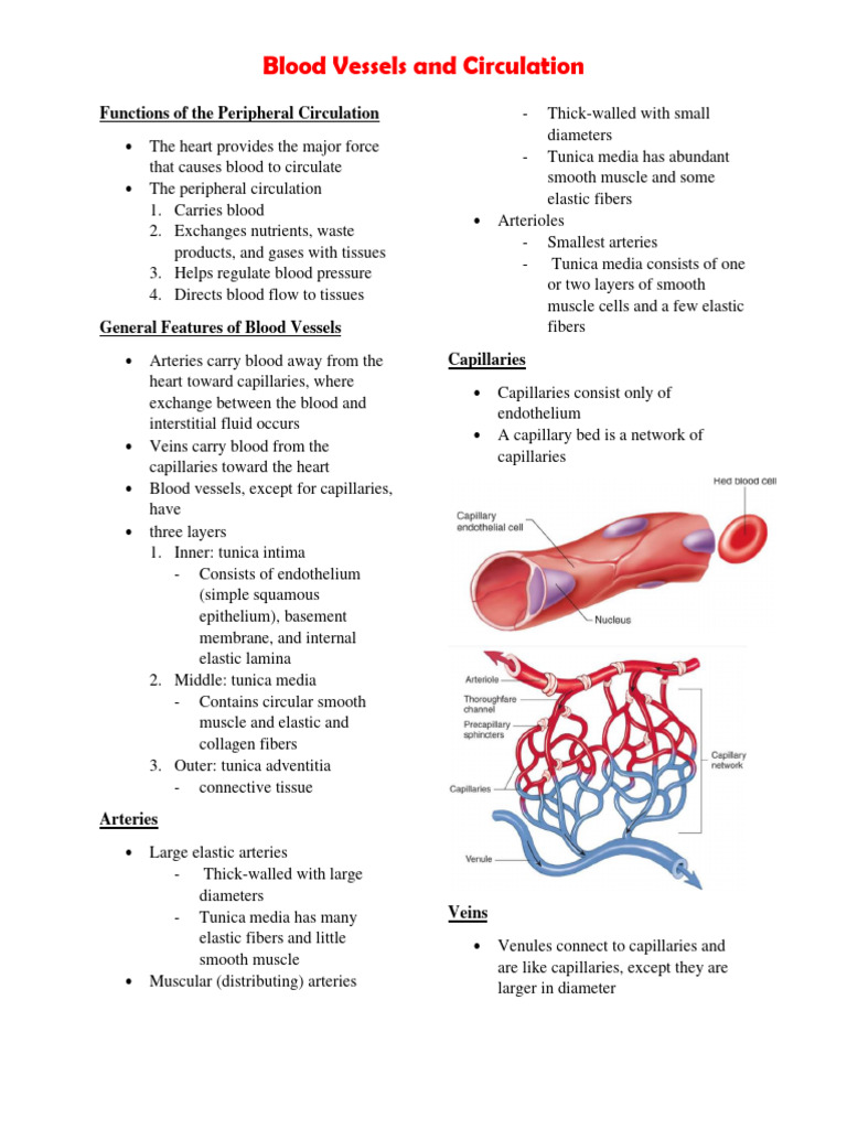Blood Vessels and Circulation | PDF | Vein | Aorta
