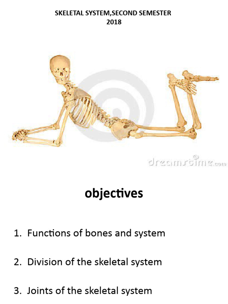 Skeletal Sytem Presentation | PDF | Bone | Skeleton