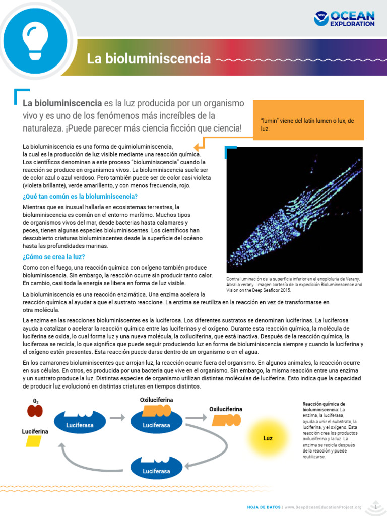 Bioluminiscencia: Luz en el Océano | PDF | Enzima | Depredación