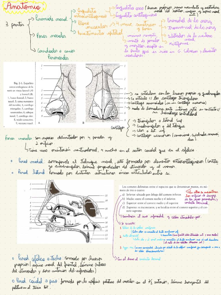 Anatomia Y Fisiologia de Las Fosas Nasales Y Senos Paranasales 2 | PDF | Otorrinolaringología ...