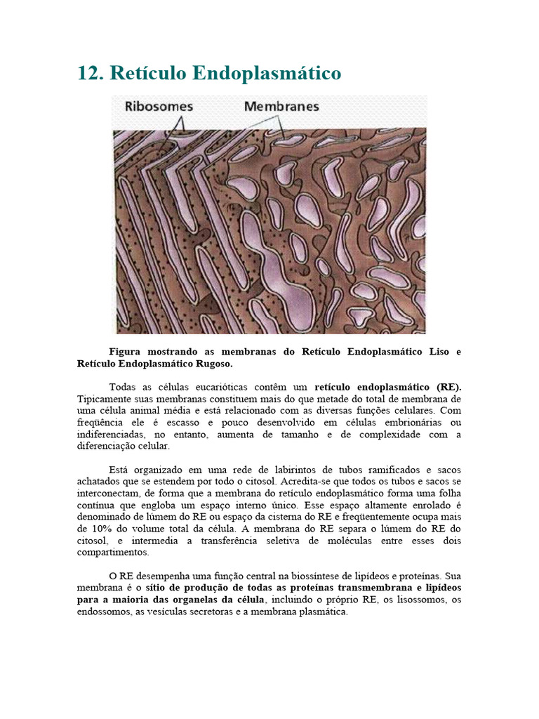 Estrutura e Função do Retículo Endoplasmático | PDF | Retículo ...