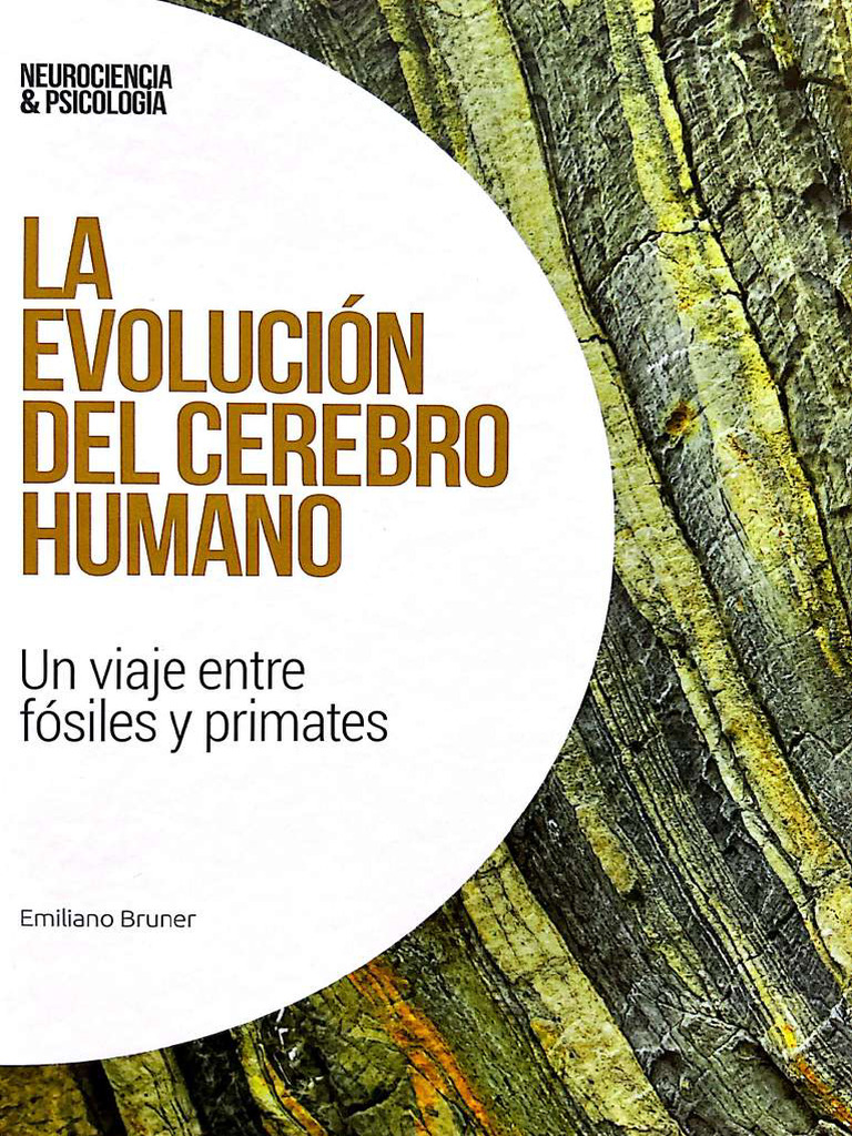 La Evolución Del Cerebro Humano | PDF