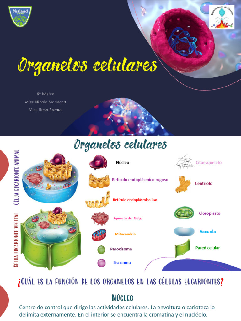 Organelos Celulares 2 | PDF | Biología Celular) | Retículo endoplásmico