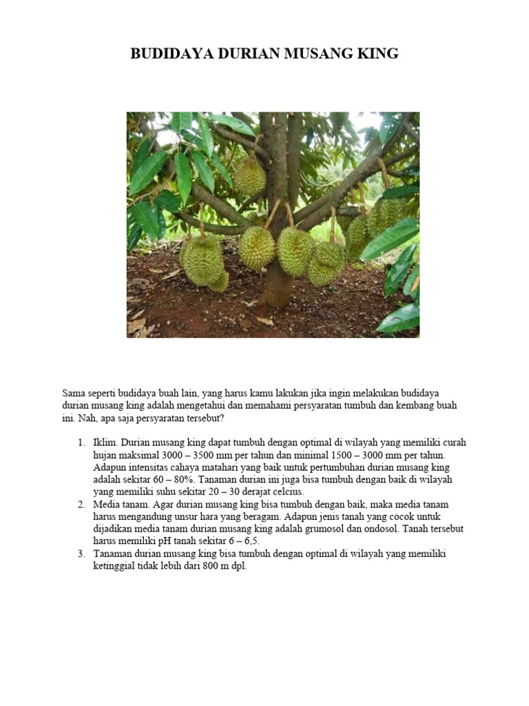 Budidaya Durian Musang King | PDF | Griya & Taman | Sains & Matematika
