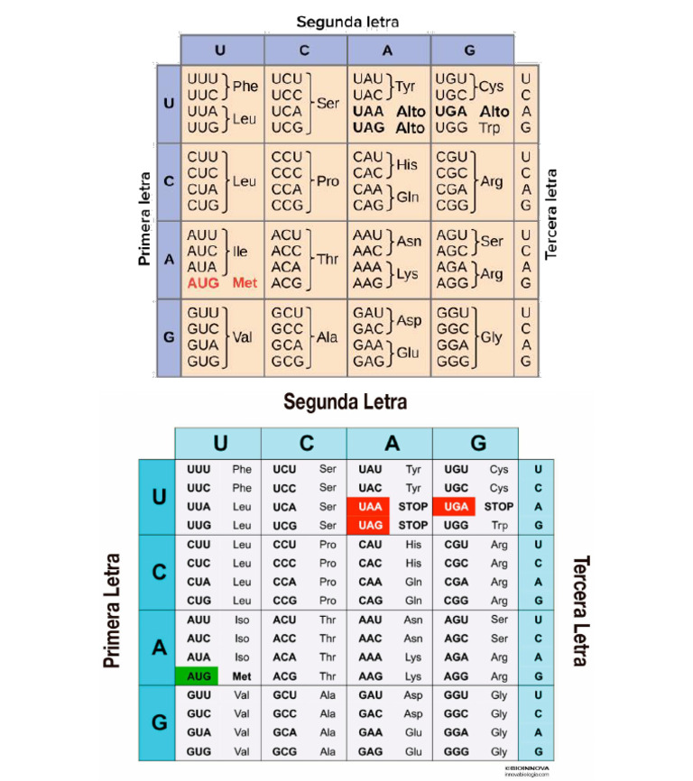 Codigo Genetico | PDF