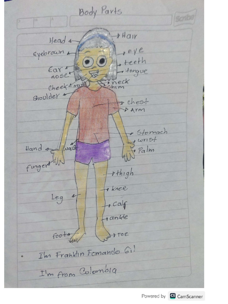 Body Part's | PDF
