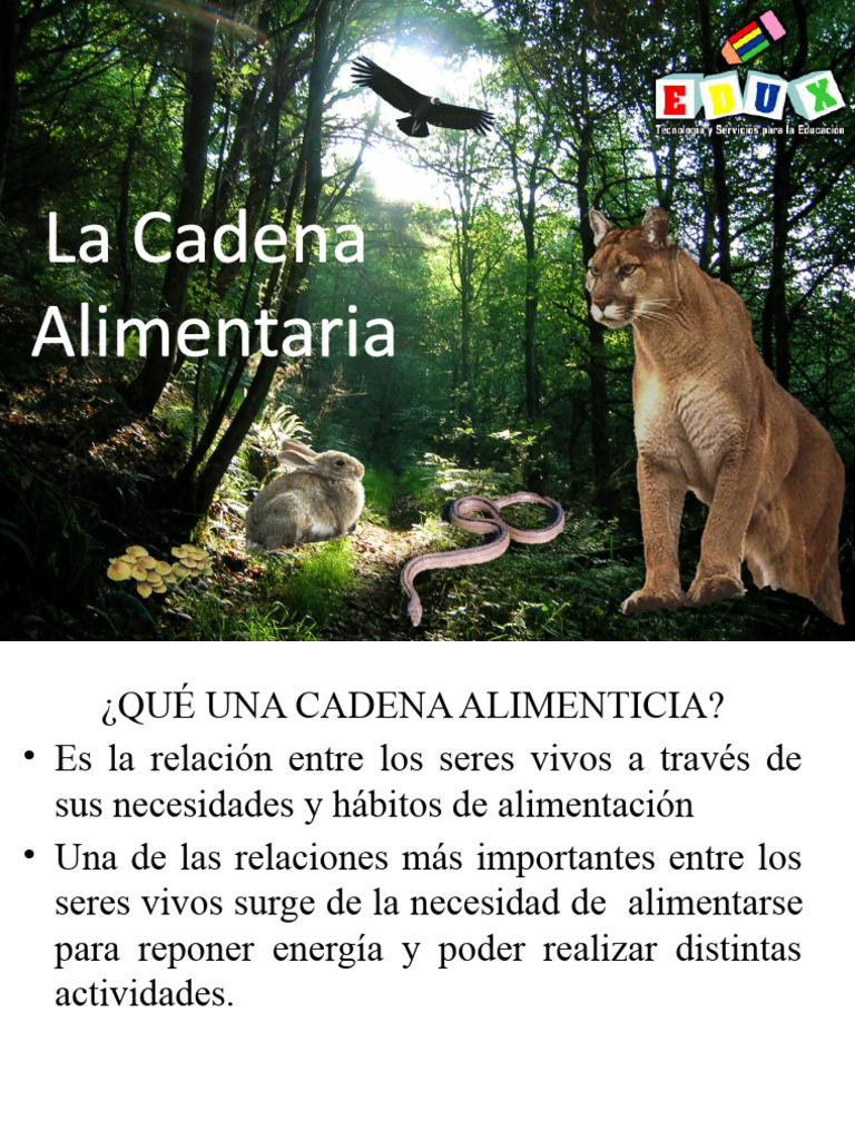 Cadena Alimenticia | PDF | Plantas | Alimentos