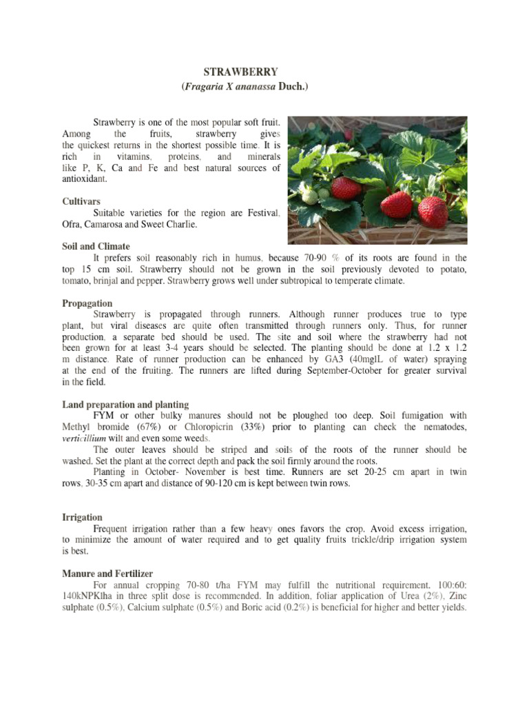 Strawberry Pdf Strawberry Soil