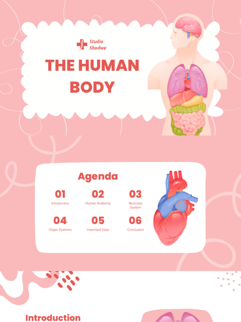 Pink Illustrative The Human Body Presentation | PDF