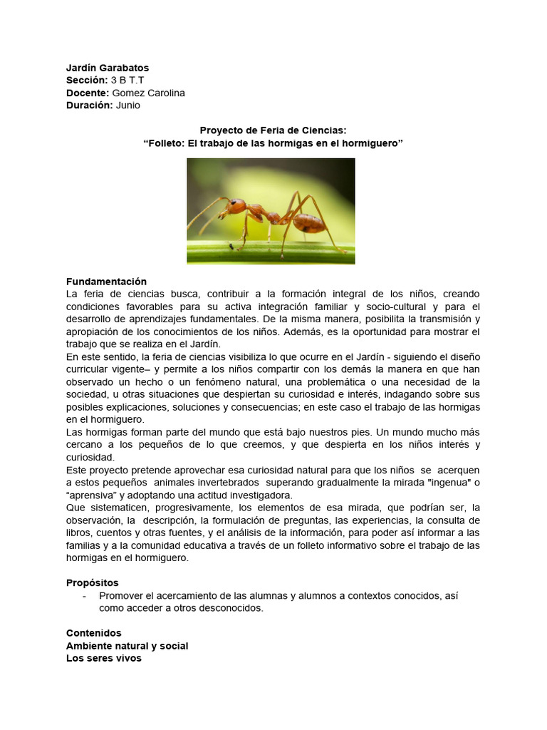 Feria de Ciencias. Las Hormigas | PDF | Hormiga | Cognición