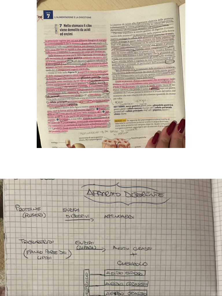 Pagine e Appunti SCIENZE | PDF