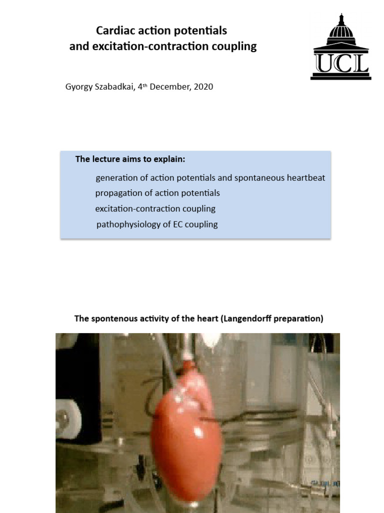 Cardiac Action Potentials & EC Coupling | PDF | Muscle Contraction ...