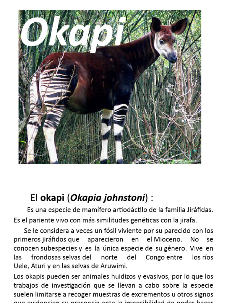 Estado de conservación del okapi | PDF | Zoología