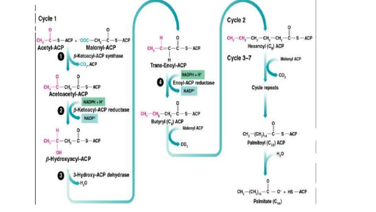 Gambar Biokimia Sintesis Asam Lemak Palmitat | PDF