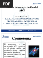 Niveles de Compactacion Del Adn | PDF | Cromatina | Cromosoma