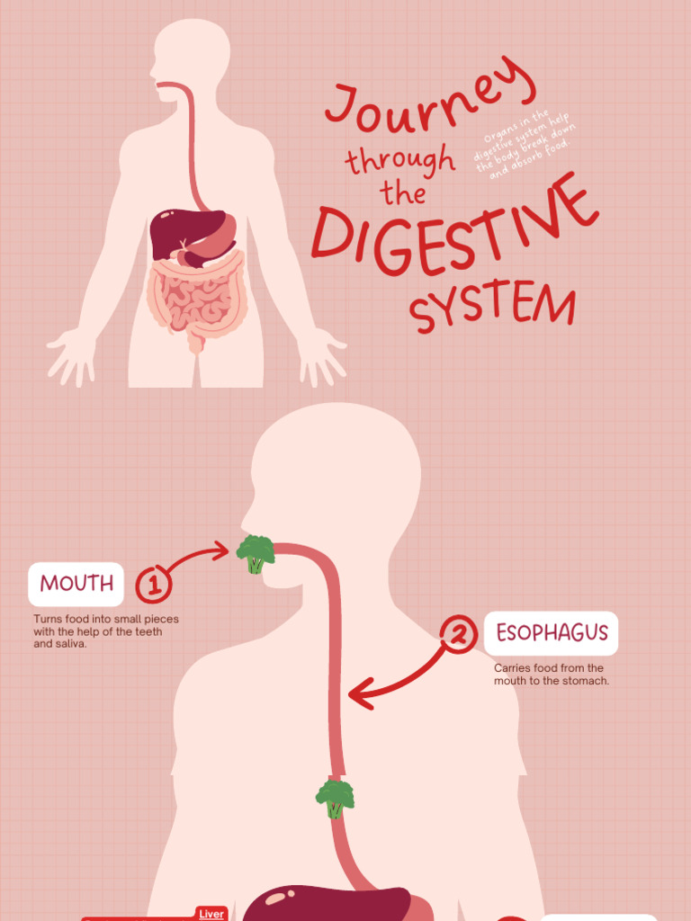 Digestive System Educational Video in Red Pink Illustrative Style ...