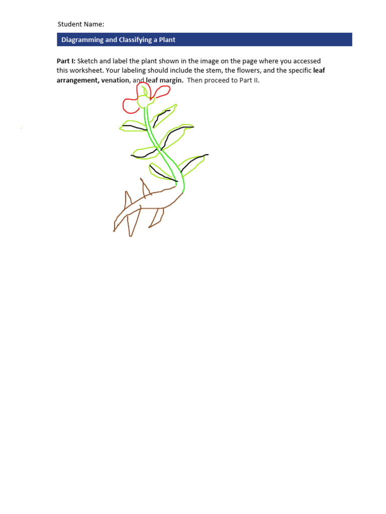 Worksheet Plant Diagram | PDF