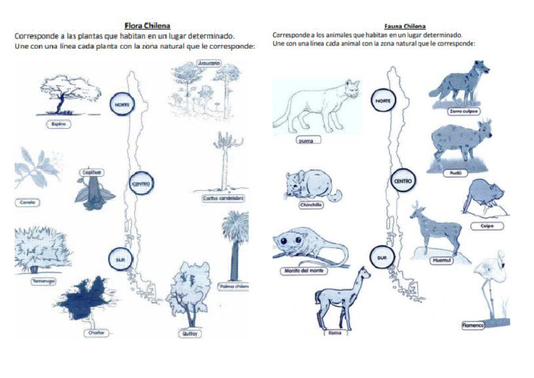 Flora y Fauna Chilena | PDF